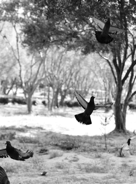 50000 Melhores Imagens De Passaros · Download 100 Grátis · Fotos Profissionais Do Pexels