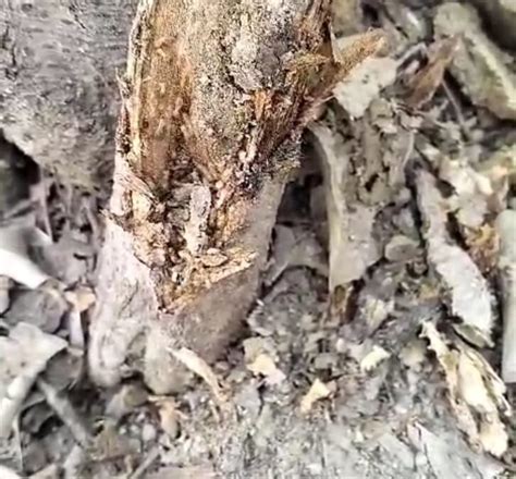 Trees Treated For Termite Samvada Broadcast