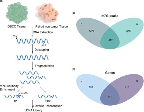 flow chart of the methylated rna immunoprecipitation sequencing