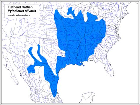 Flathead Catfish Range Map White Catfish