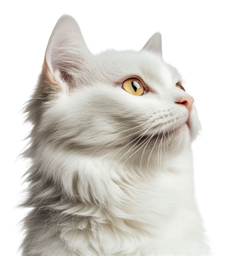 White Cat Clipart Pngs For Free Download