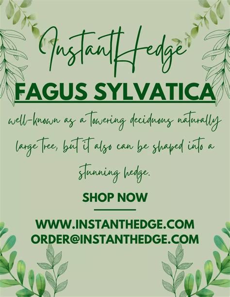 Ppt Fagus Sylvatica A Great Option For Deciduous Trees Powerpoint Presentation Id 11564012