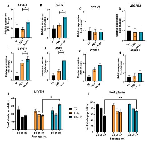 protein and gene expression of lec cultured on different coatings