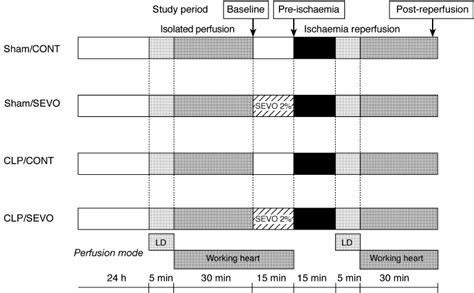 Schematic Drawing Of Experimental Procedure Abbreviations Sham Sham