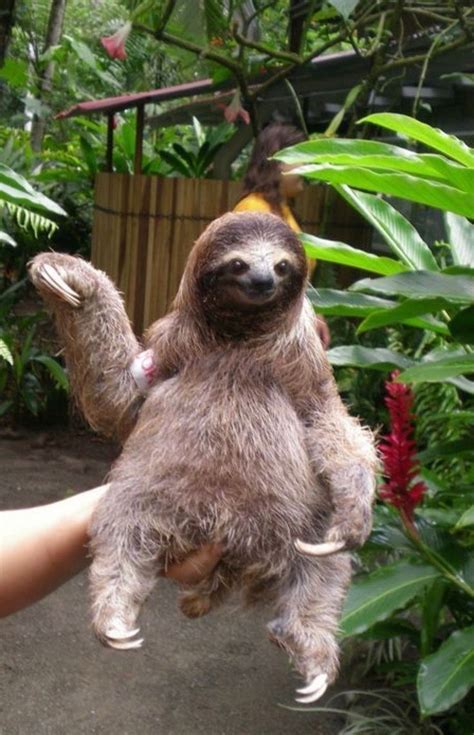 Pin By Maggy Almonte On Slow Sloth Shenanigans Cute Sloth Pictures