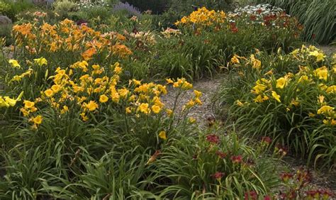 Designing With Daylilies Perennial Resource