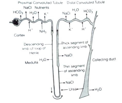 Draw A Labelled Diagram Showing Reabsorption And Secretion Of Major Su
