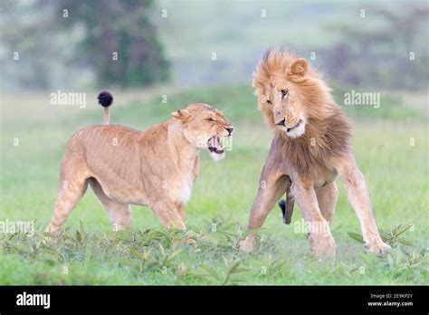 Lioness Panthera Leo Fighting With Male Lion On Savanna Masai Mara