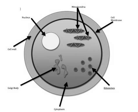 Write Structure And Function Of Cell Membrane