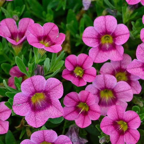 Calibrachoa Hula Hot Pink