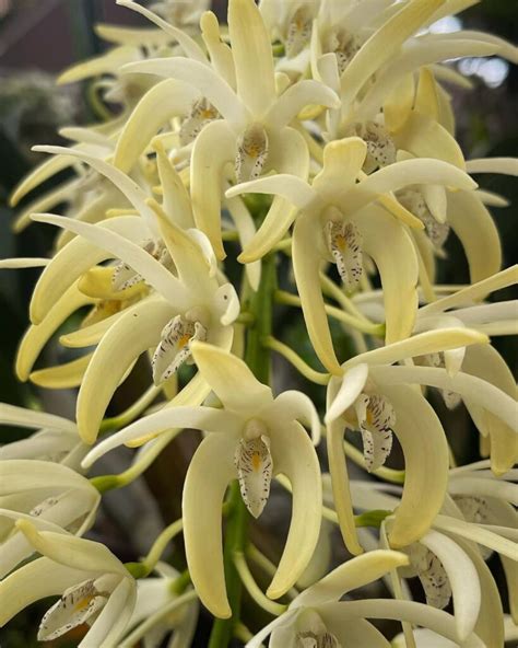 Dendrobium Orchids Exploring Their Beauty And Versatility Houseplant