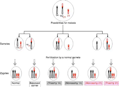 Can Someone Explain Why This Is Translocation Pls Rmcat