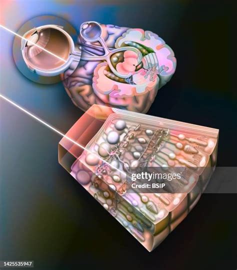 Visual Cortex Photos And Premium High Res Pictures Getty Images