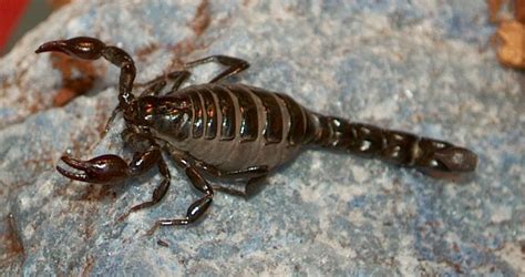 The Scorpion Files Picture Gallery Scorpion Pictures