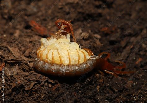 Close Up Of A Female Eastern Red Centipede Scolopocryptops Sexspinosus Wrapped Around Its Pale