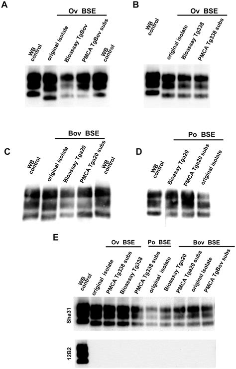 Prpres Western Blot Wb Profile Of Bse Originating From Various Download Scientific Diagram