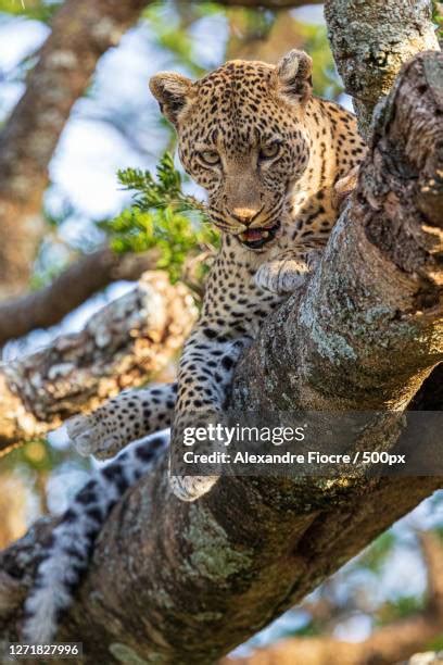 Leopard Resting On A Tree Photos And Premium High Res Pictures Getty Images
