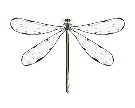 Dragonfly Vector Illustration Premium Vector