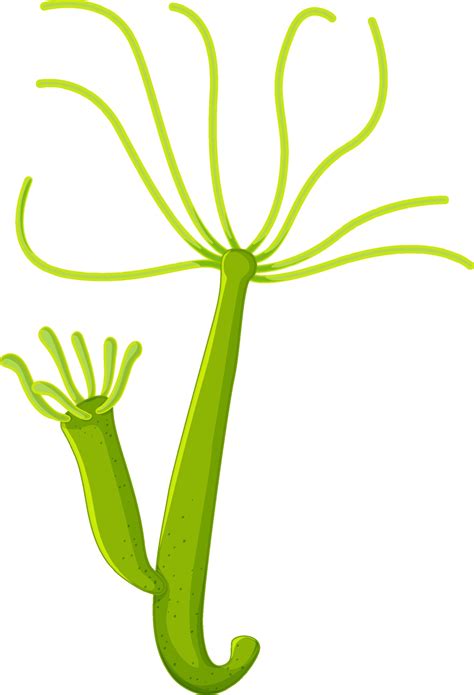 Hydra Vector Art Icons And Graphics For Free Download