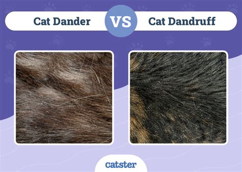 Cat Dander Vs Dandruff How To Tell Them Apart With Pictures Catster