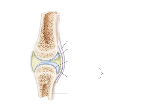 General Synovial Joint — Printable Worksheet