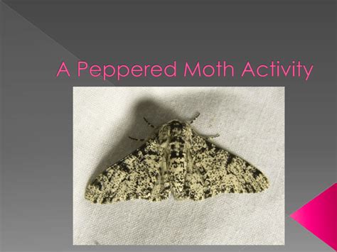 Peppered Moth Evolution Natural Selection Activity