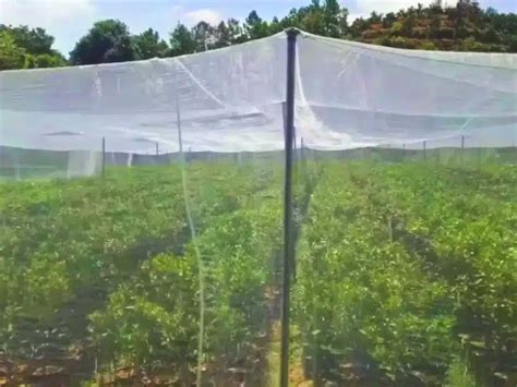 Hail Netting For Orchards And Vineyards Factory Price