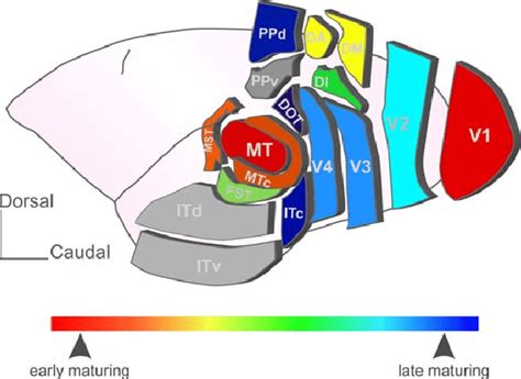 Maturation Profile Of The Marmoset Visual Cortex Temporal Sequence Of