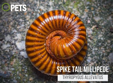 Thyropygus Allevatus Spike Tail Millipede Care Guide