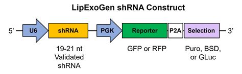 Hp53 Sgrna Spcas9 Lentivirus