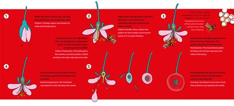Biotopia Bestaeubung Heymiro