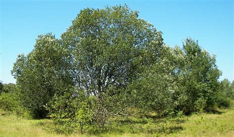 Buy Or Dedicate A Goat Willow Tree From £999 Eforestscouk
