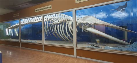 Whales With Mustaches How Baleen Became Evolutions Strangest Filter