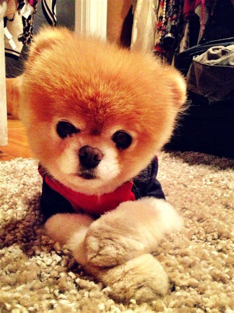Pomeranian Diamond Clothings World Cutest Dog Boo The Cutest Dog