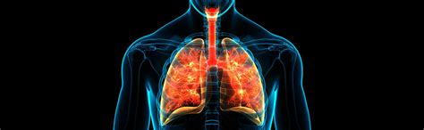 Inflammatory Pathways In Copd Impacting Disease Pathobiology And Progression Sanofi Campus