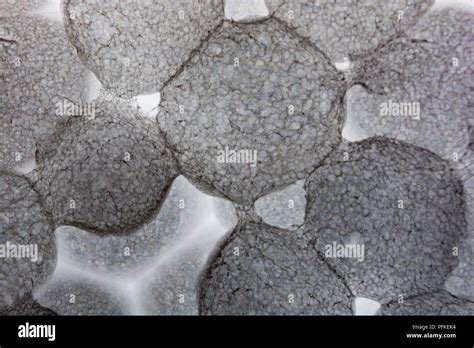 Extreme Macro Eps Expanded Polystyrene Showing Some Links Between Polystyrene Granules Size