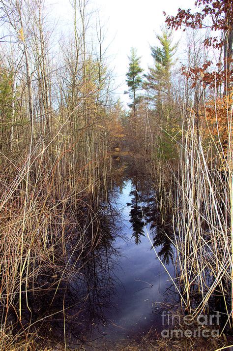 Stream Grasses Trees Sky Photograph By David Frederick