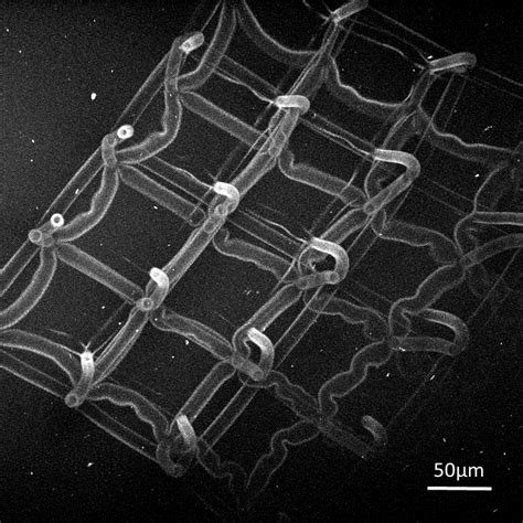 A Bioengineering Approach To Tissue Vascularization Research