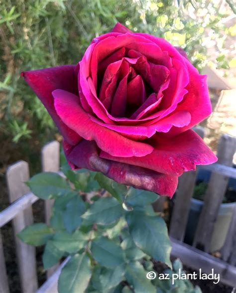 Mister Lincoln Rose Arizona Garden Desert Gardening 101