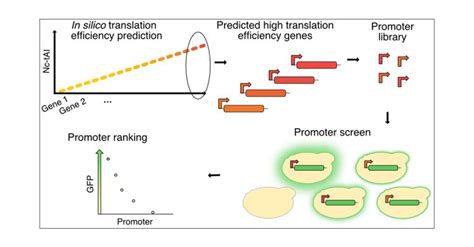 Louise La Barbera Kastberg On Linkedin Codon Trna Coadaptation Bias For Identifying Strong