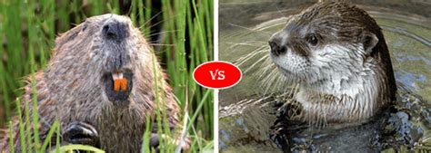 Beaver Vs Otter Animals Comparison