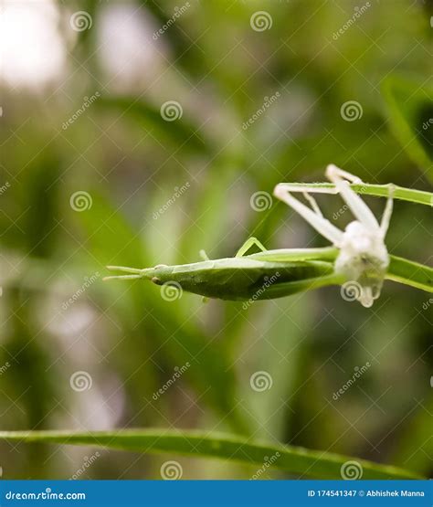 Molting Of Grasshopper In Garden Stock Image Image Of Molting Insect 174541347