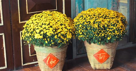 【ベトナムでテトの花とは？】ハノイには桃の花、ホーチミンには梅の花 Viet Nam Room