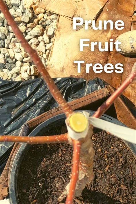 How And When To Trim Fruit Trees At Bella Bright Blog