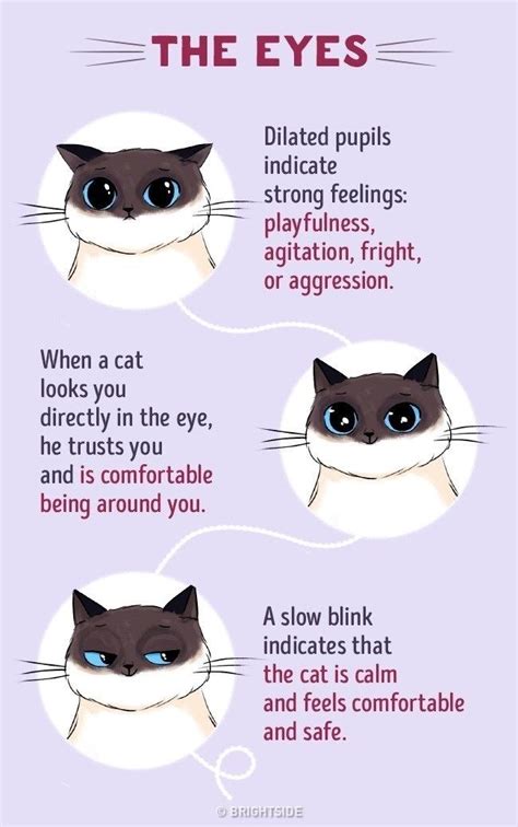 What Does It Mean When A Cats Pupils Dilate Braden Has Wiley
