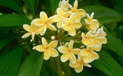 Download Nature Frangipani Hd Wallpaper