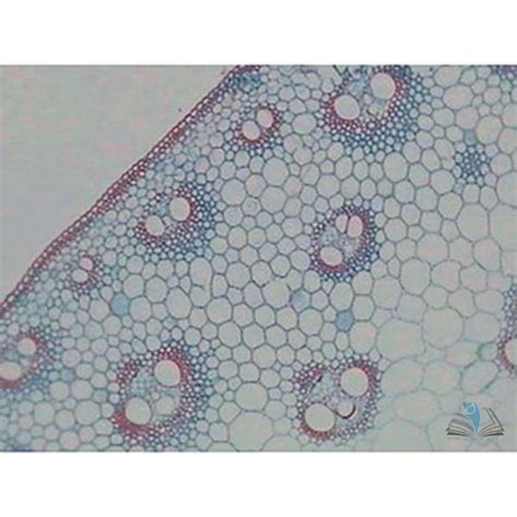 Prepared Microscope Slide Pondweed Potamogeton Hydrophyte Stem T