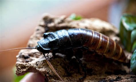 Remote Controlled Cockroaches The Lovely Feathers