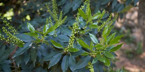 9 Types Of Laurel Bushes