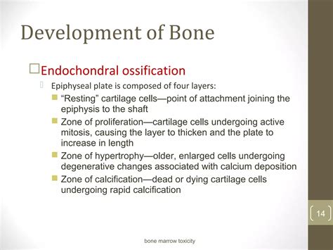 Bone Marrow Toxicityand Structure And Function Of Bone Marrow Ppt